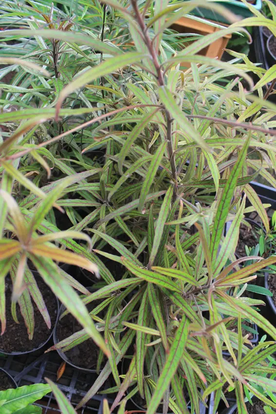 Benjoin, espèce endémique de La Réunion