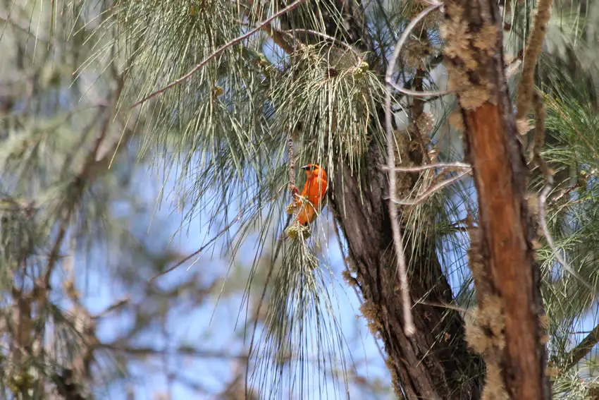 Le Filao de la Réunion - Très présent dans la flore de l'ile