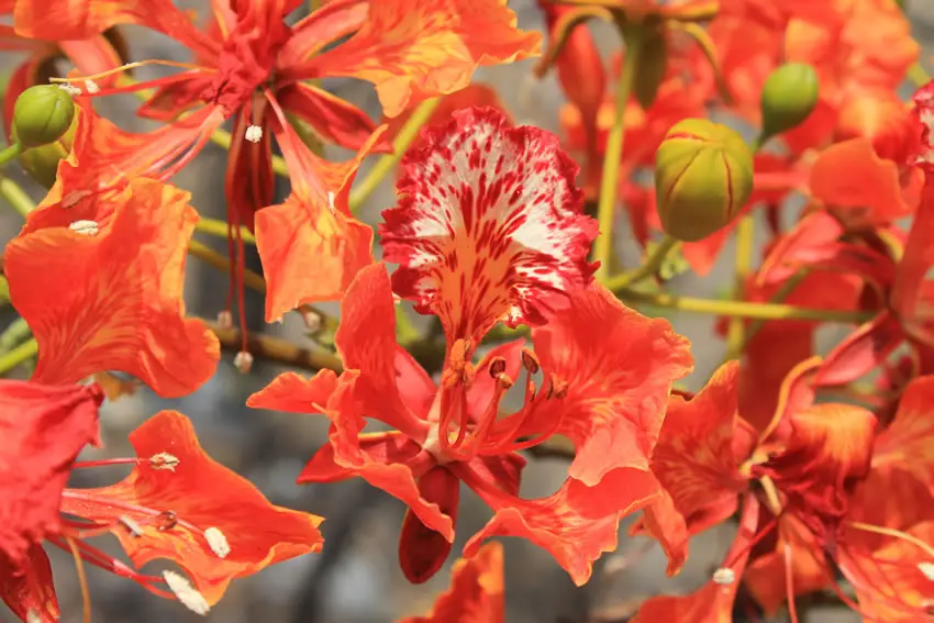 Flamboyant Rouge de la Réunion : photos d’un arbre magnifique