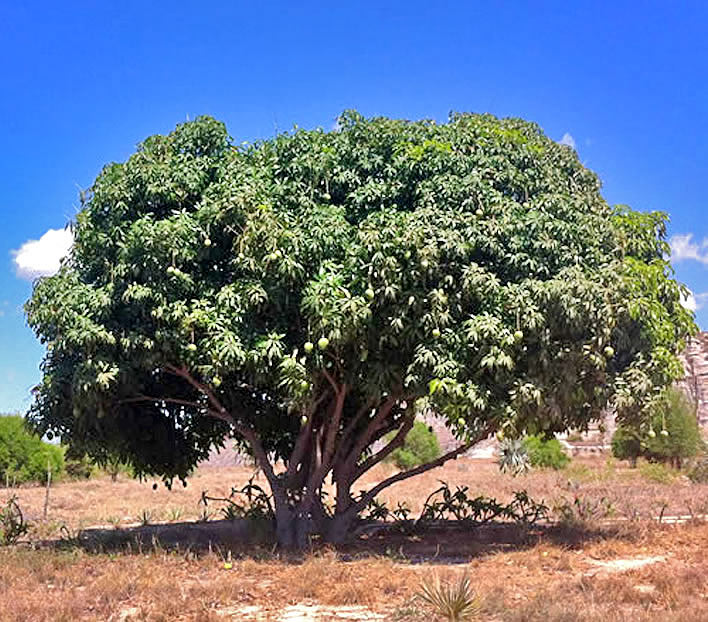 Manguier, arbre fruitier Ile de La Réunion