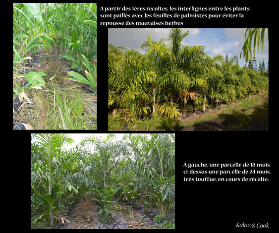 Le Palmiste Péjibaye de la Réunion